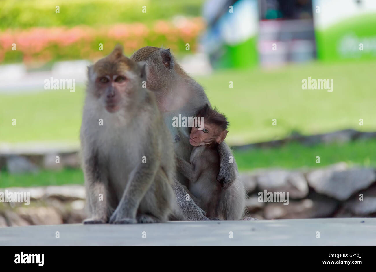 Monkey or ape is the common name of the chordate phylum. Mammal Stock ...