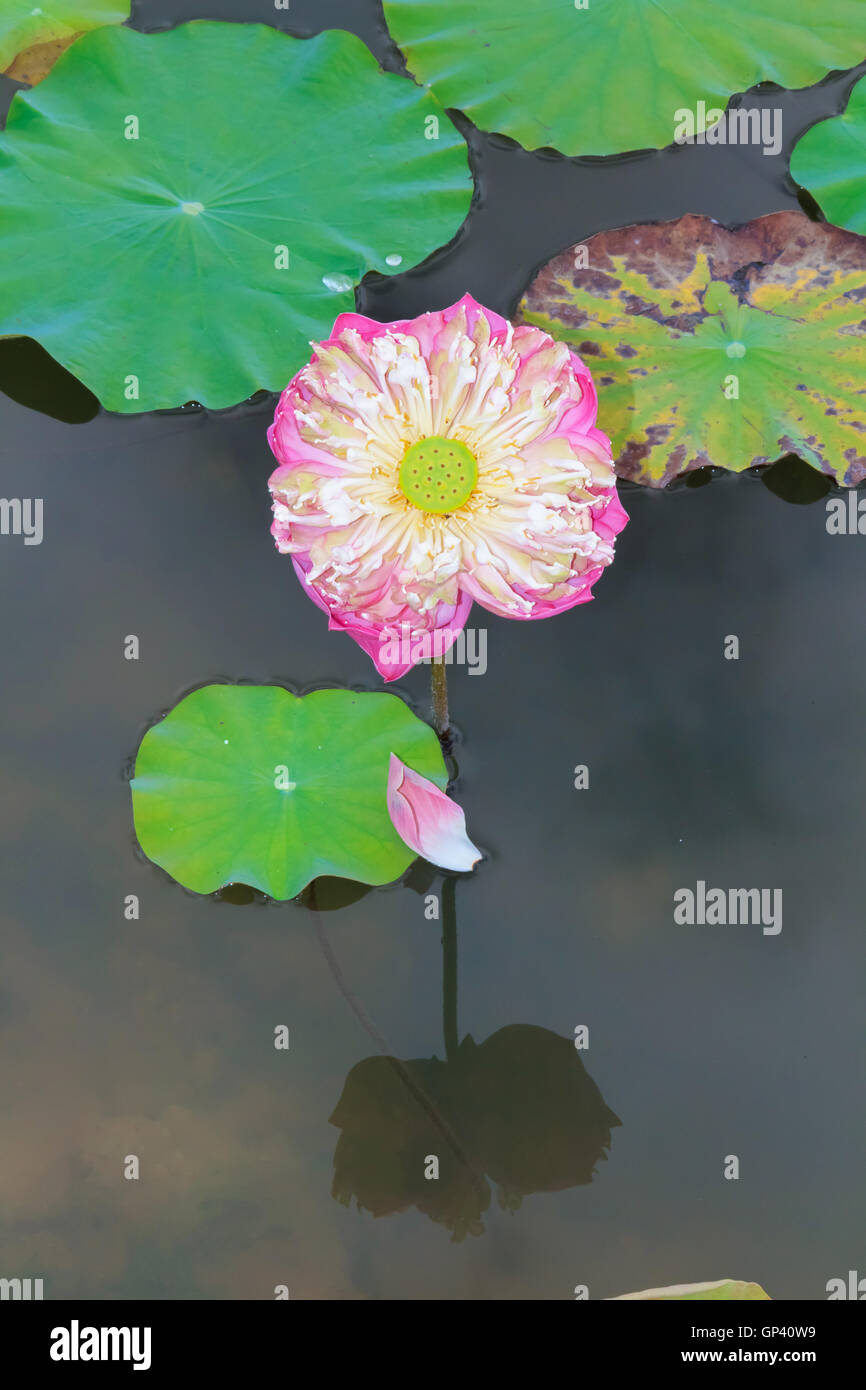 Lotus flower pink lotus named padma moscows actions hi-res stock ...