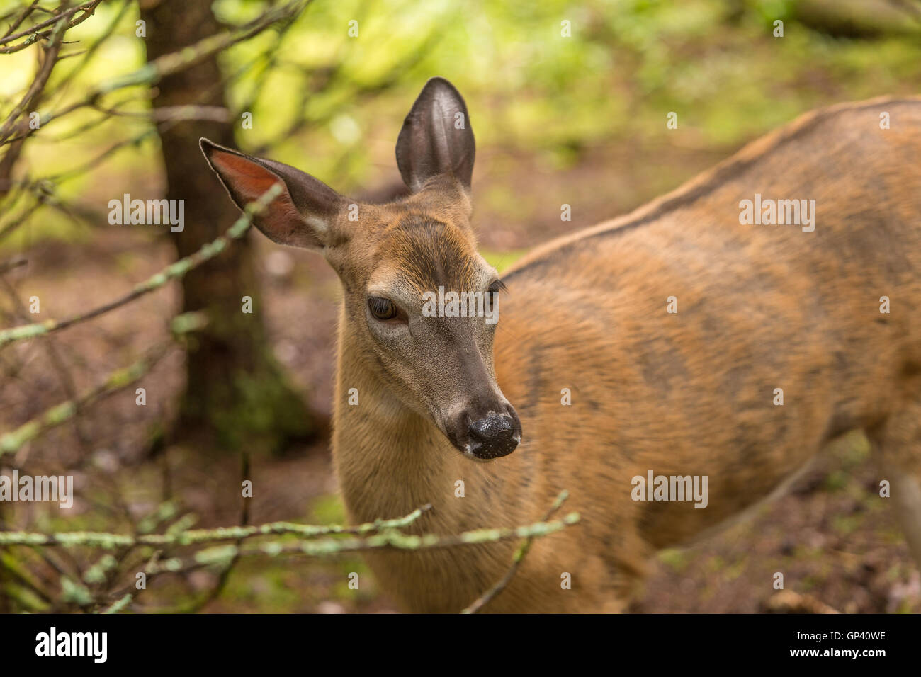 A white-tailed deer, ruminant mammal belonging to the cervidae family ...