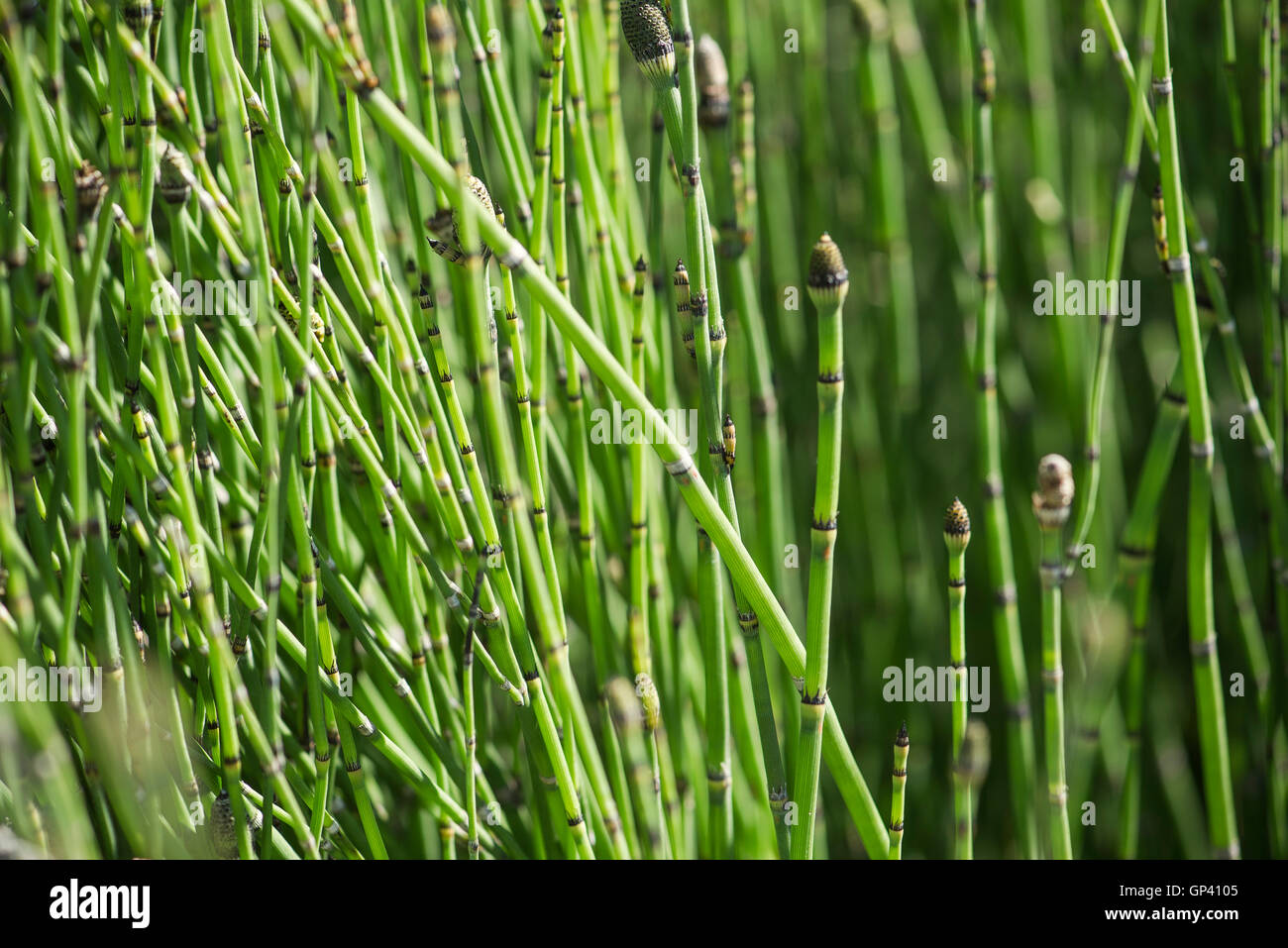 Horsetail botany botanical hi-res stock photography and images - Alamy