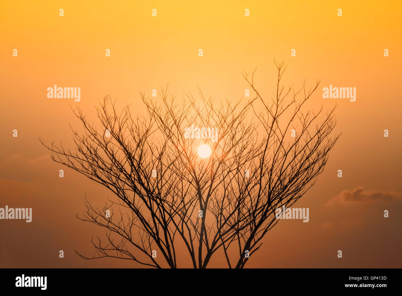 Tree and shadows hi-res stock photography and images - Alamy