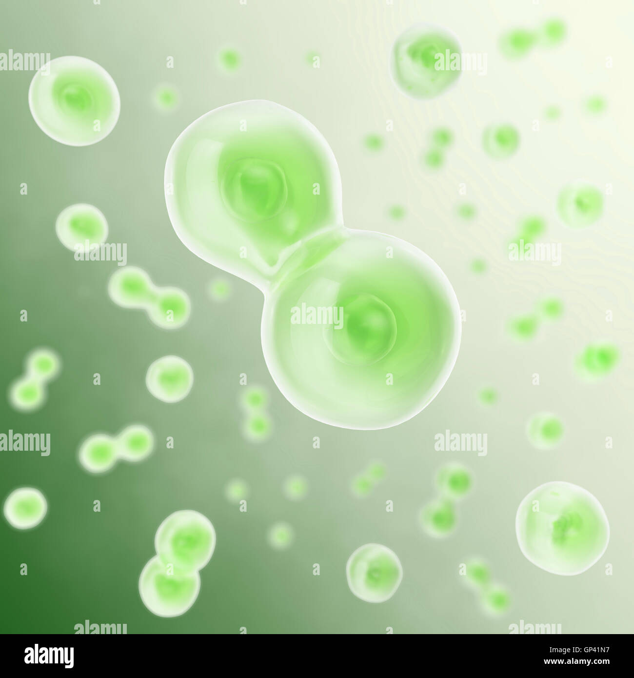 Cell divides into two cells, scientific backgorund. 3d illustration ...