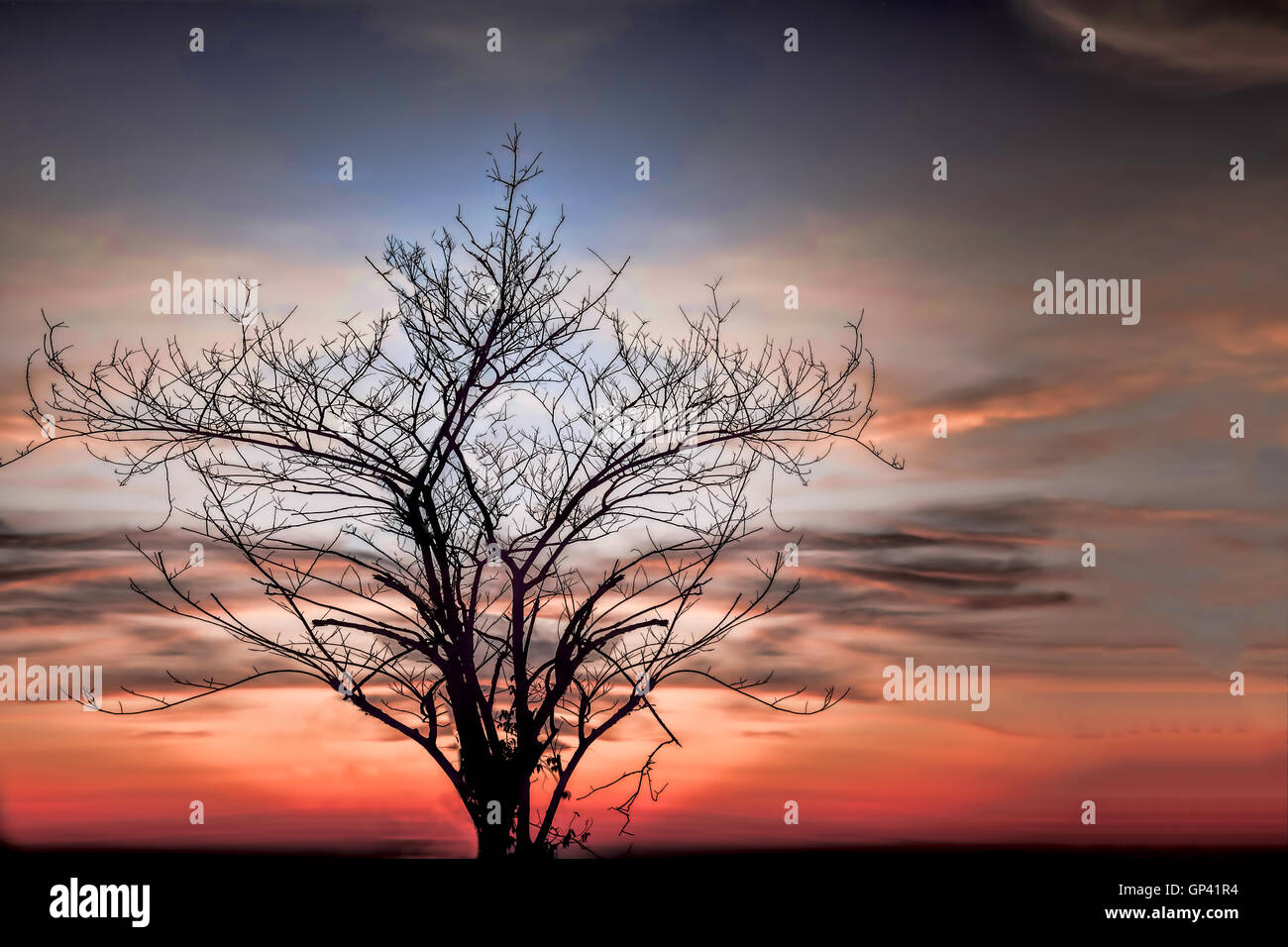 Tree orange cloudy hi-res stock photography and images - Alamy