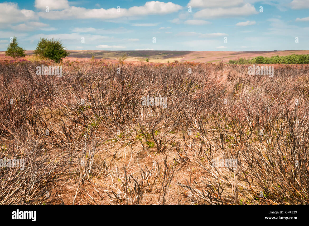 Burnt grass patch hi-res stock photography and images - Alamy