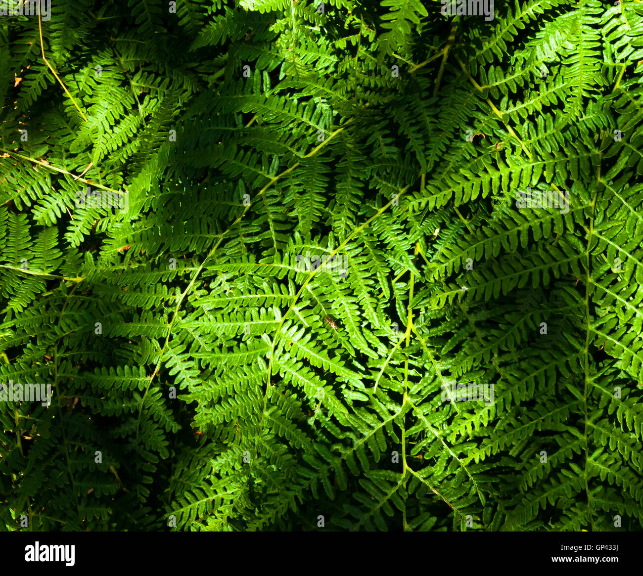 Fern leaves and dappled light hi-res stock photography and images - Alamy
