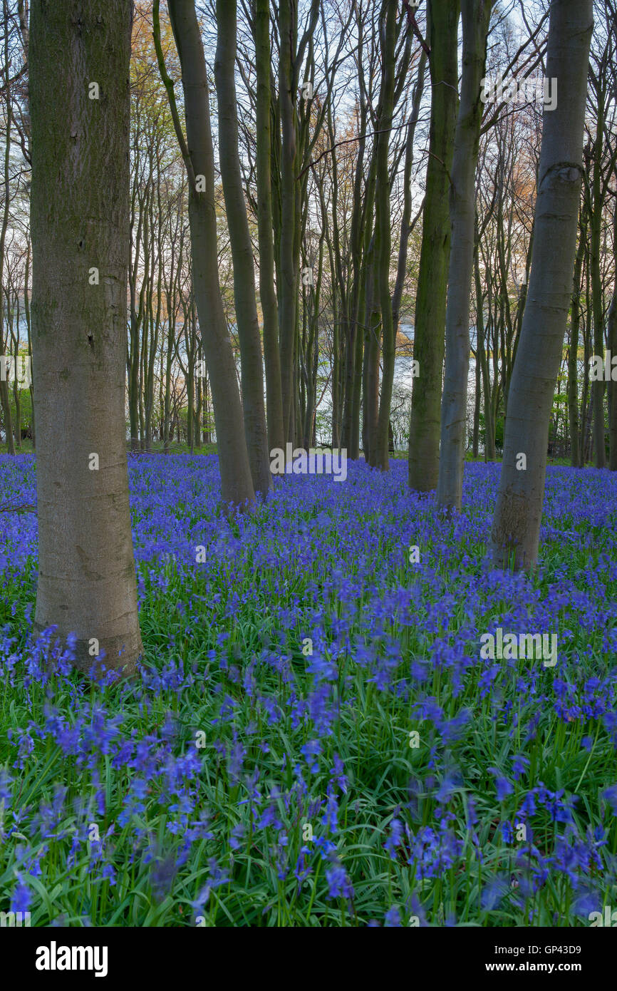 Gp43d9 hi-res stock photography and images - Alamy