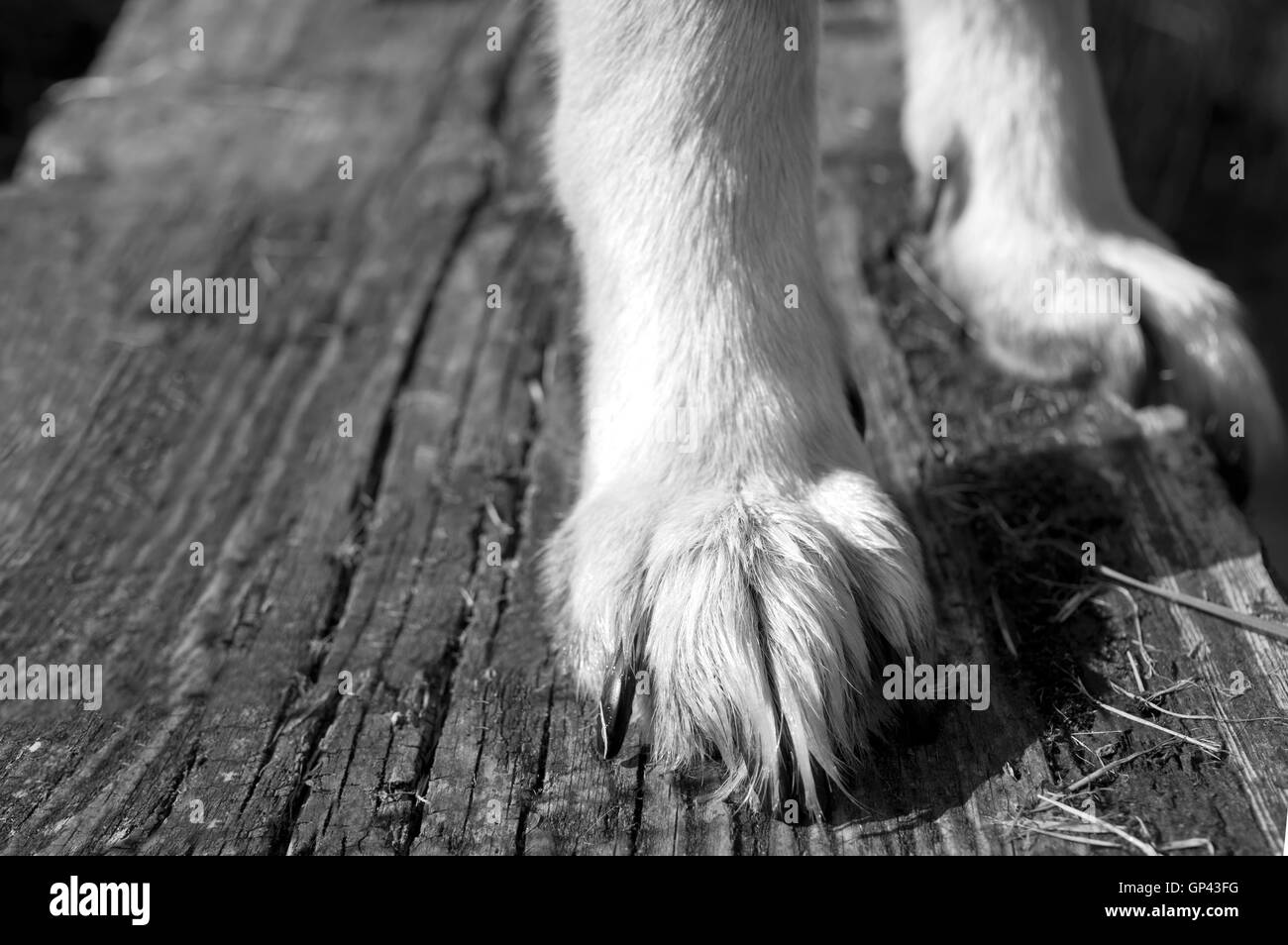 Dog Crossing A Bridge Stock Photo - Alamy