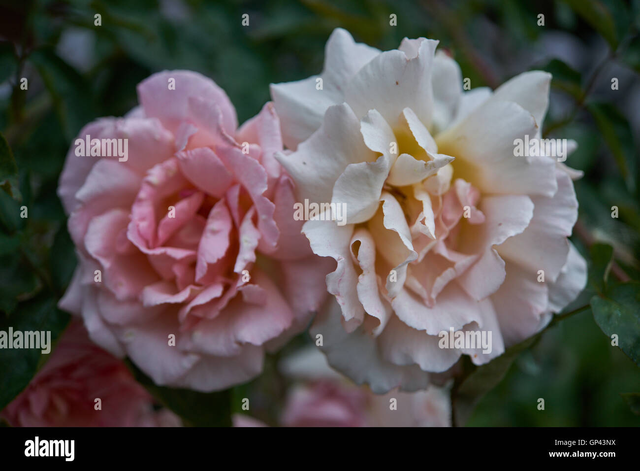 Two roses hi-res stock photography and images - Alamy