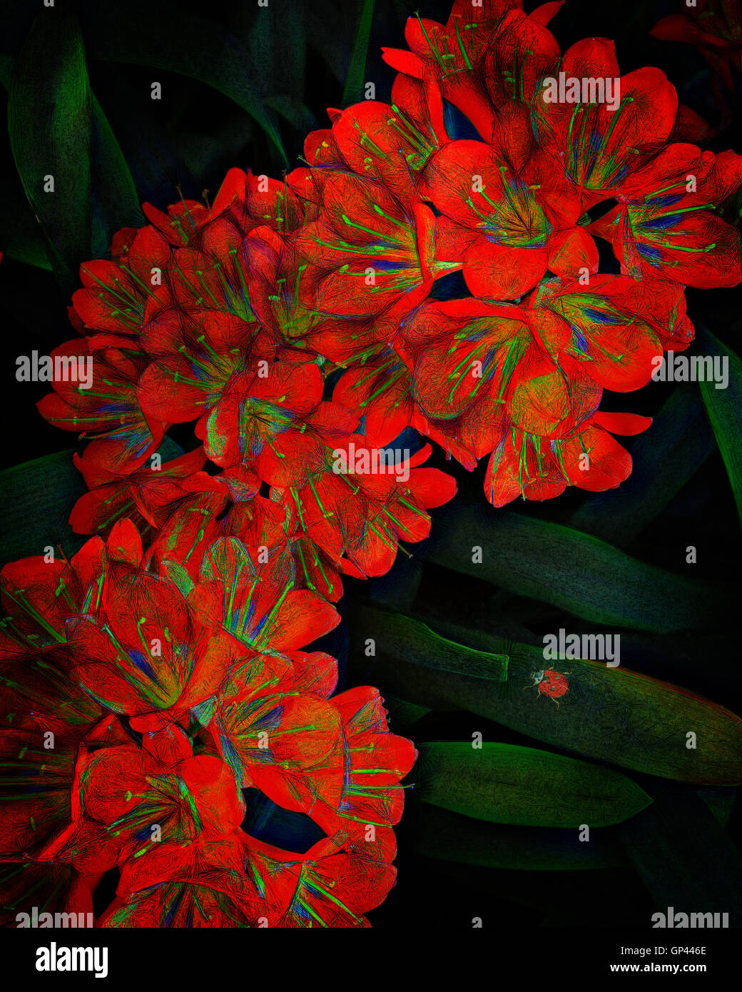DIGITAL ART: Bush Lily - lat. Clivia miniata Stock Photo - Alamy
