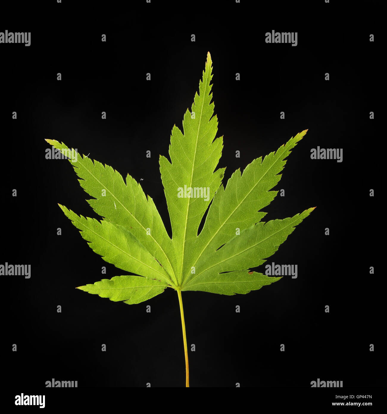 Acer leaf hi-res stock photography and images - Alamy