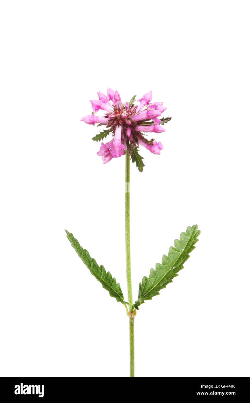 Betony, Stachys officinalis, flowers and foliage isolated against white ...