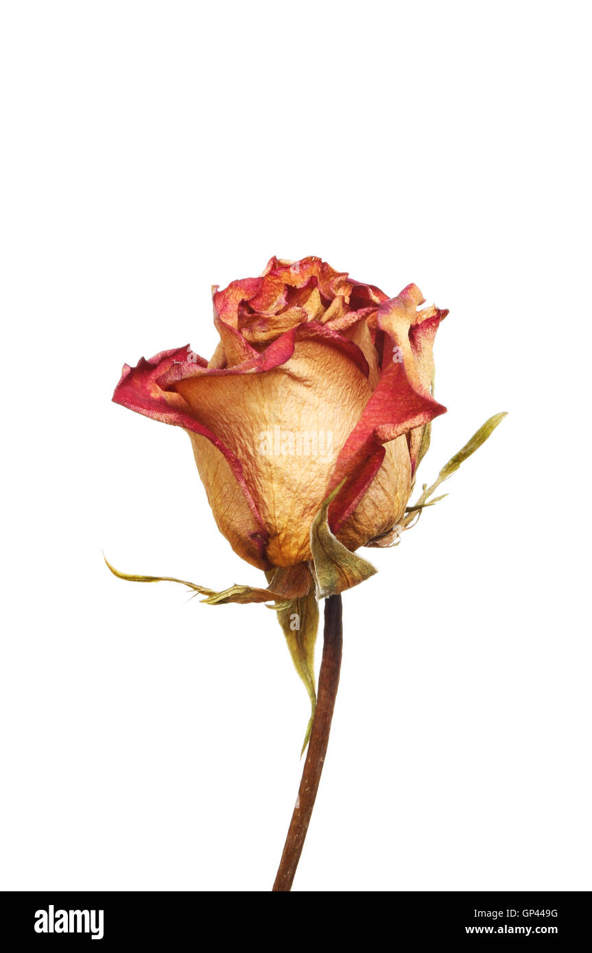 Dried rose hi-res stock photography and images - Alamy