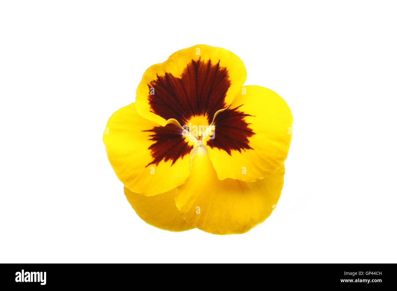 Yellow Viola flower isolated against white Stock Photo - Alamy