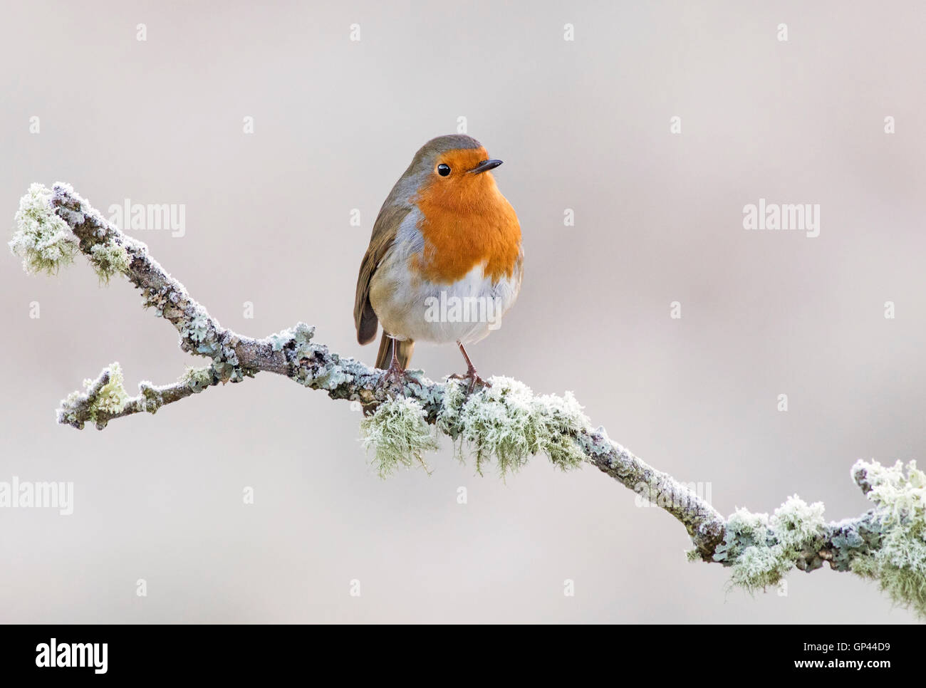 Robin on frost covered branch hi-res stock photography and images - Alamy
