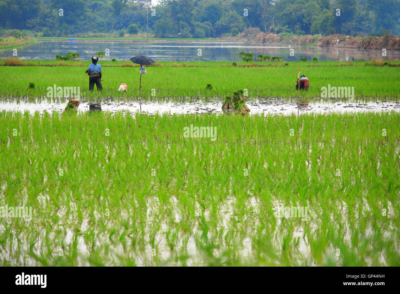 Planting rice seedlings Stock Photo - Alamy