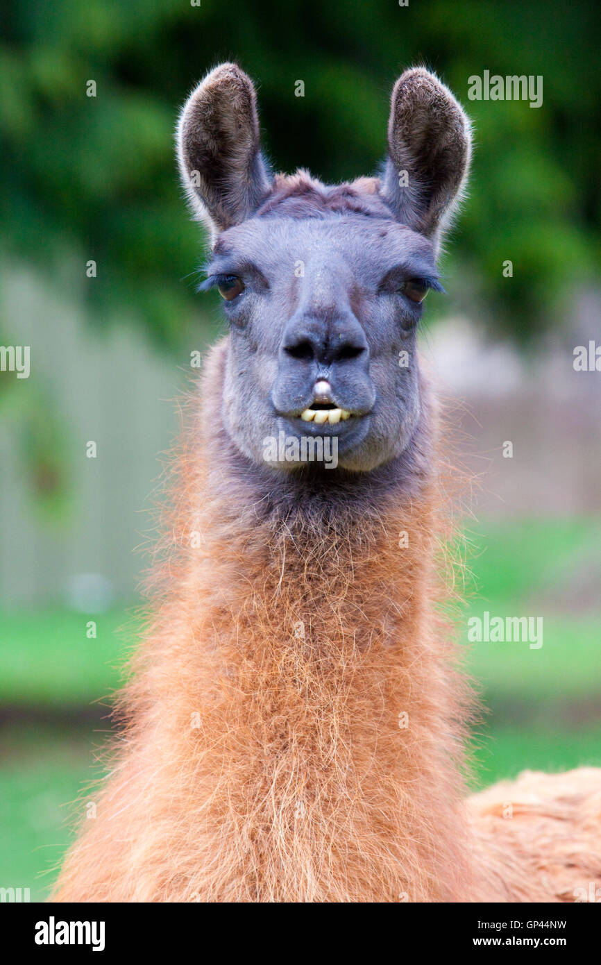 Llama in Field Stock Photo - Alamy
