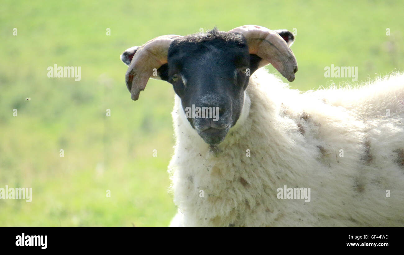 Northumberland blackface sheep hi-res stock photography and images - Alamy