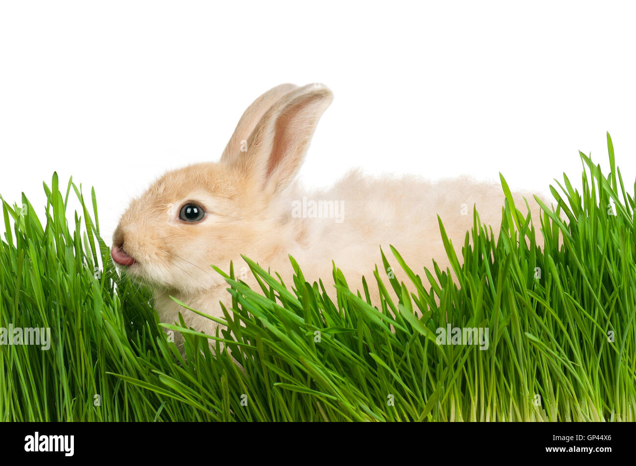 Rabbit in grass Stock Photo - Alamy