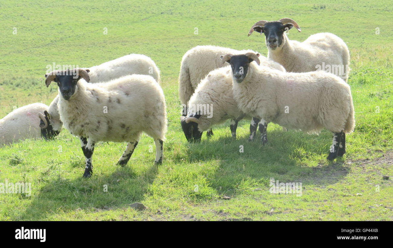 BLACKFACE SHEEP in Northumberland, England. Photo Tony Gale Stock Photo ...