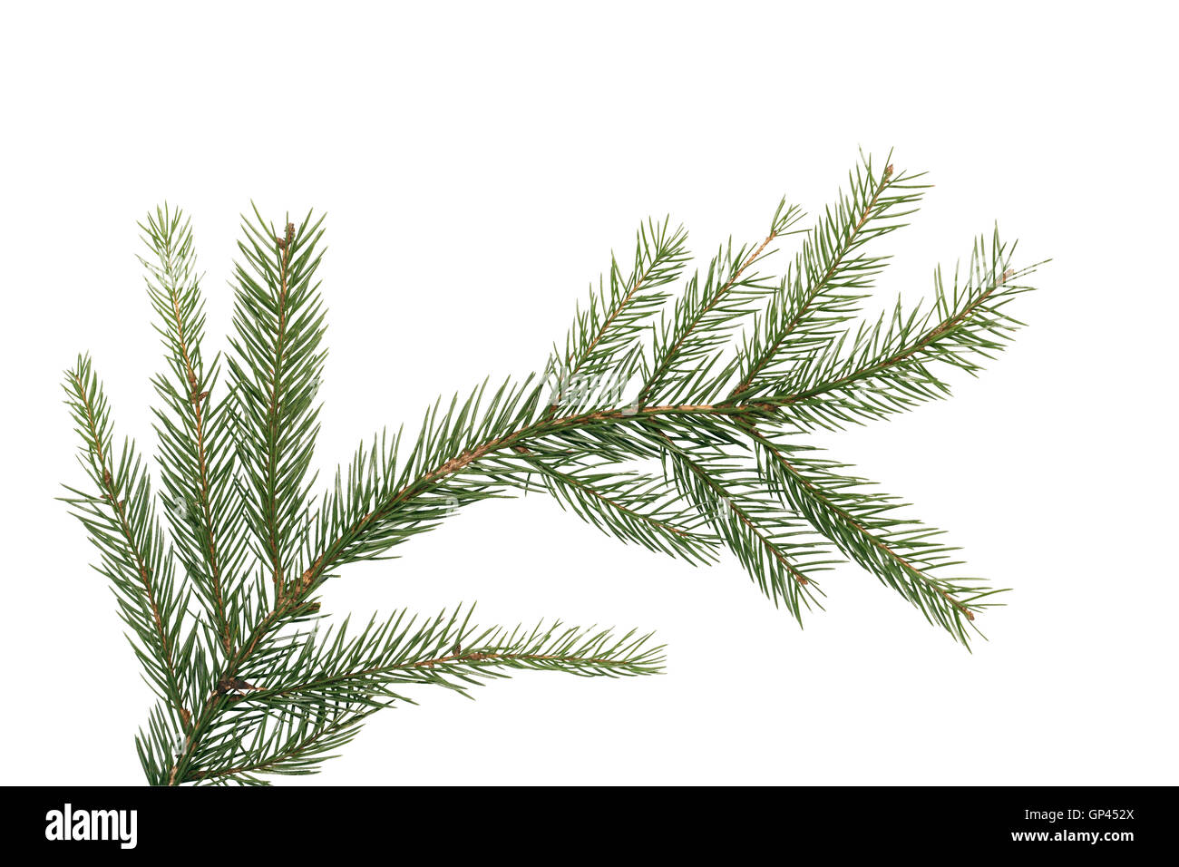 Fir spruce tree Cut Out Stock Images & Pictures - Alamy