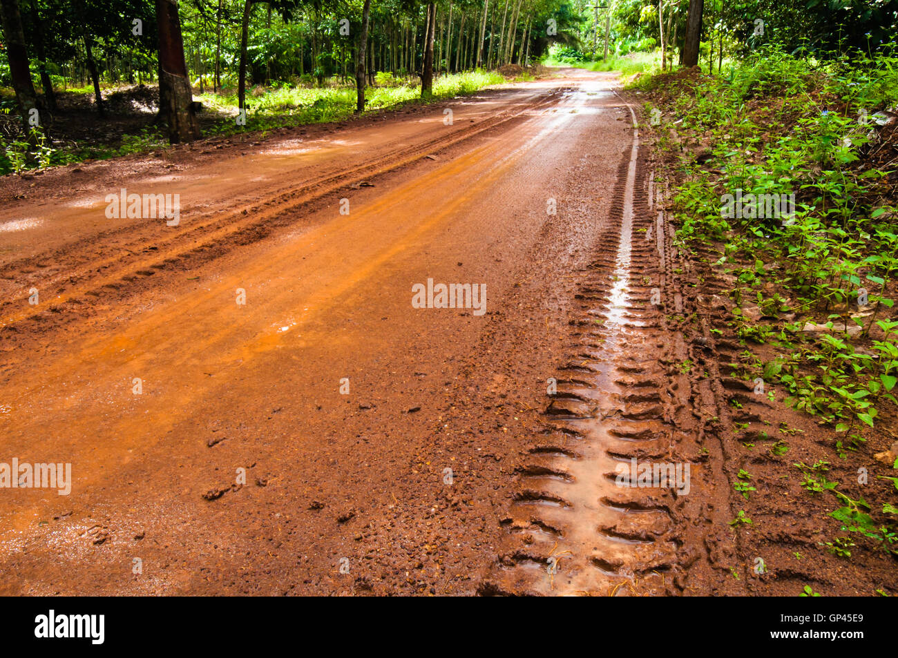 Mud Road trough rubber plantation after rain Stock Photo - Alamy