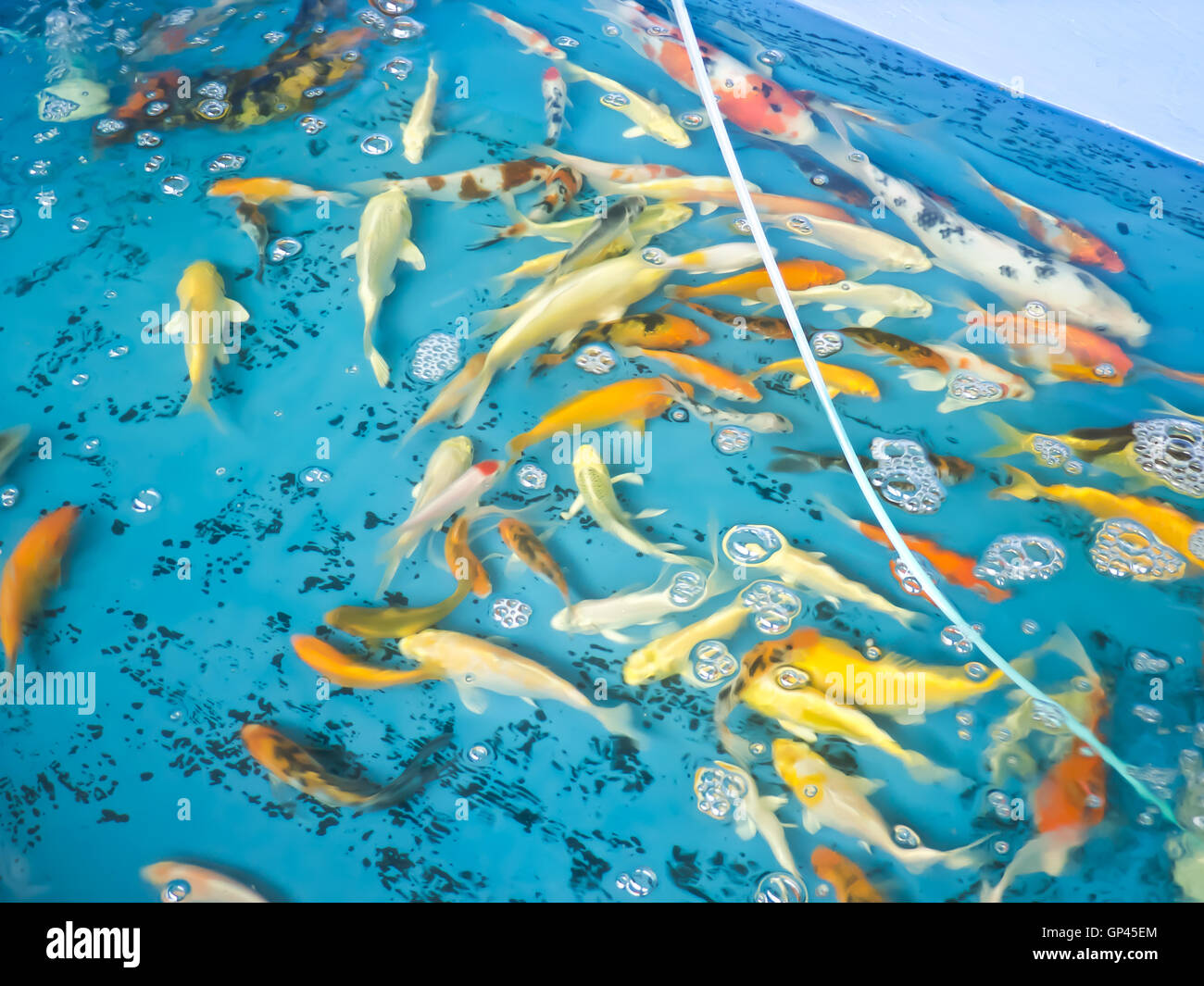 Koi fish eye hi-res stock photography and images - Alamy