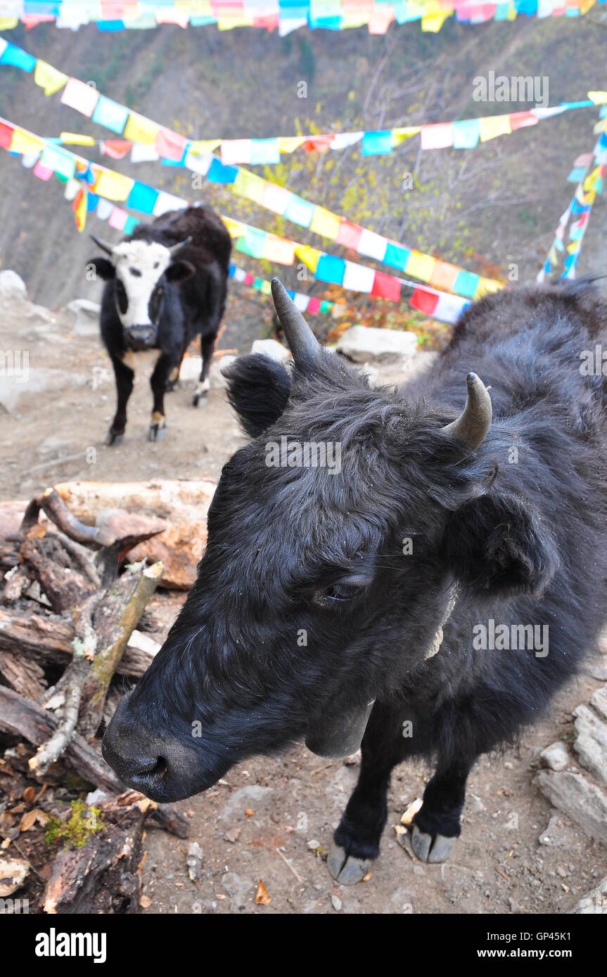 Long haired yak hi-res stock photography and images - Alamy