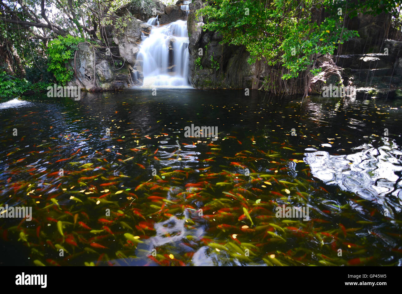 Carp tree hi-res stock photography and images - Alamy