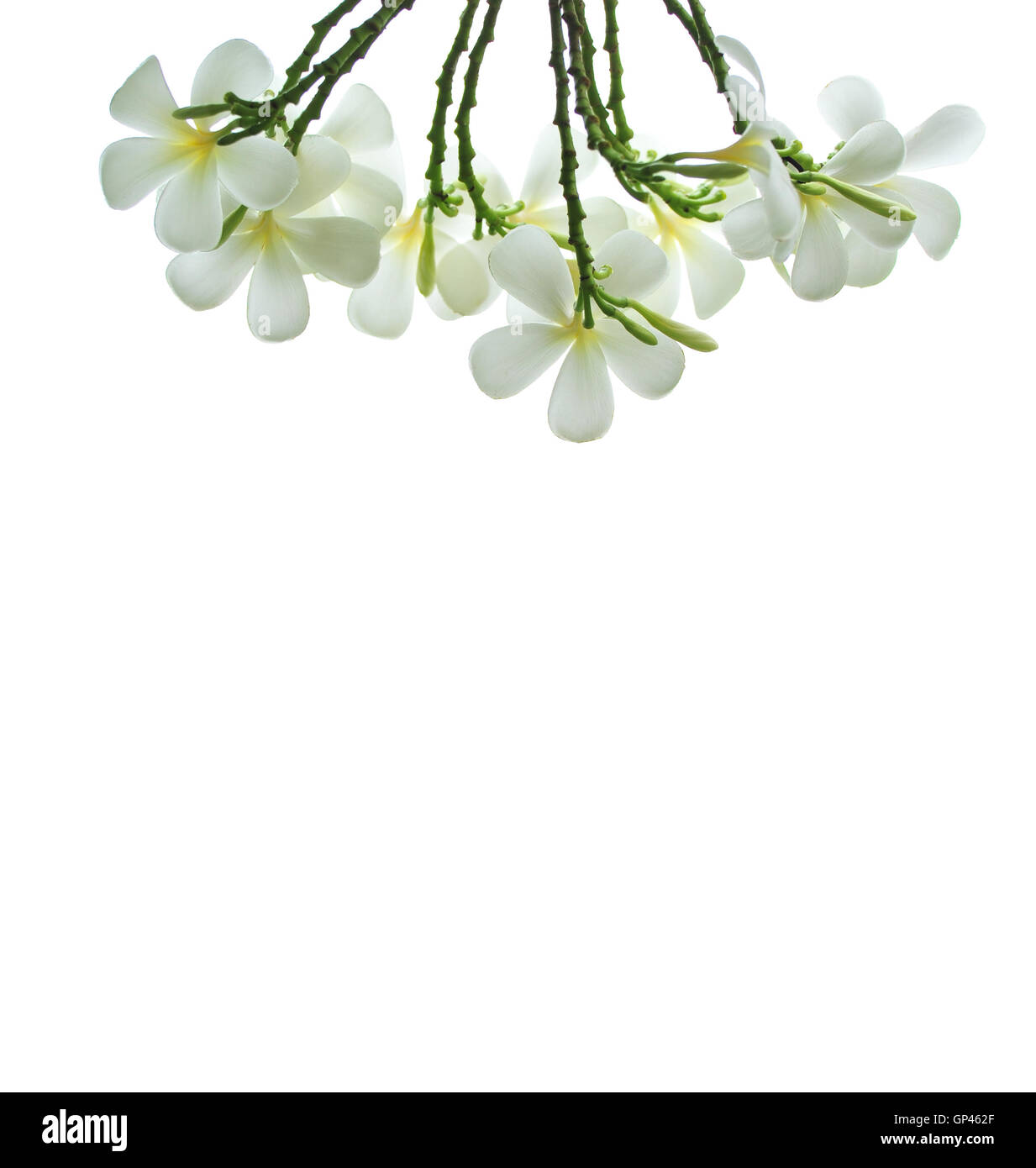 Frangipani plant Cut Out Stock Images & Pictures - Alamy
