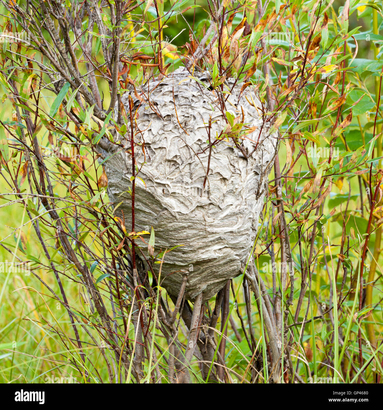 Grey wasps nest in willow bush Stock Photo - Alamy