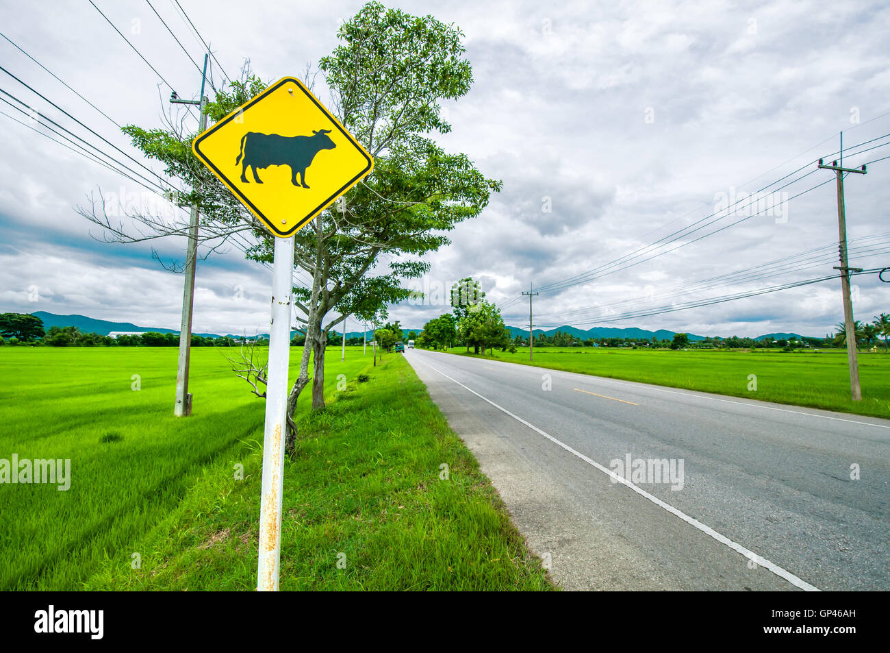 Blue bull cattle hi-res stock photography and images - Alamy
