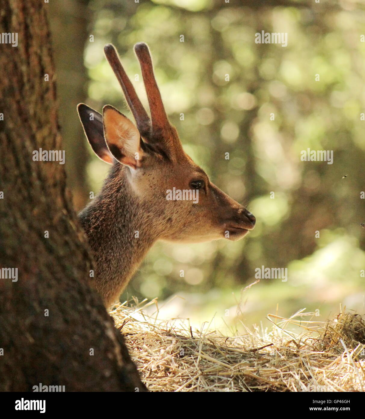 Buck behind a tree hi-res stock photography and images - Alamy