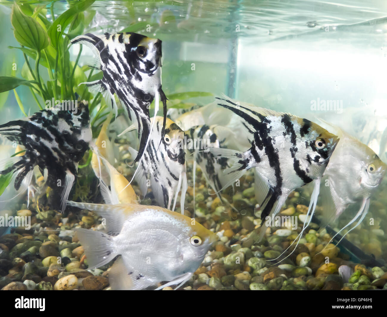 Fish dinner egypt hi-res stock photography and images - Alamy