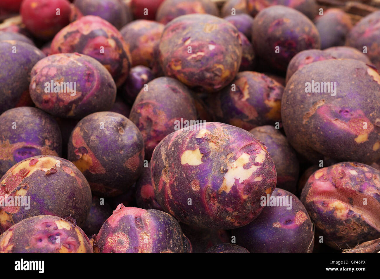 Pile of Purple Potatoes Stock Photo - Alamy