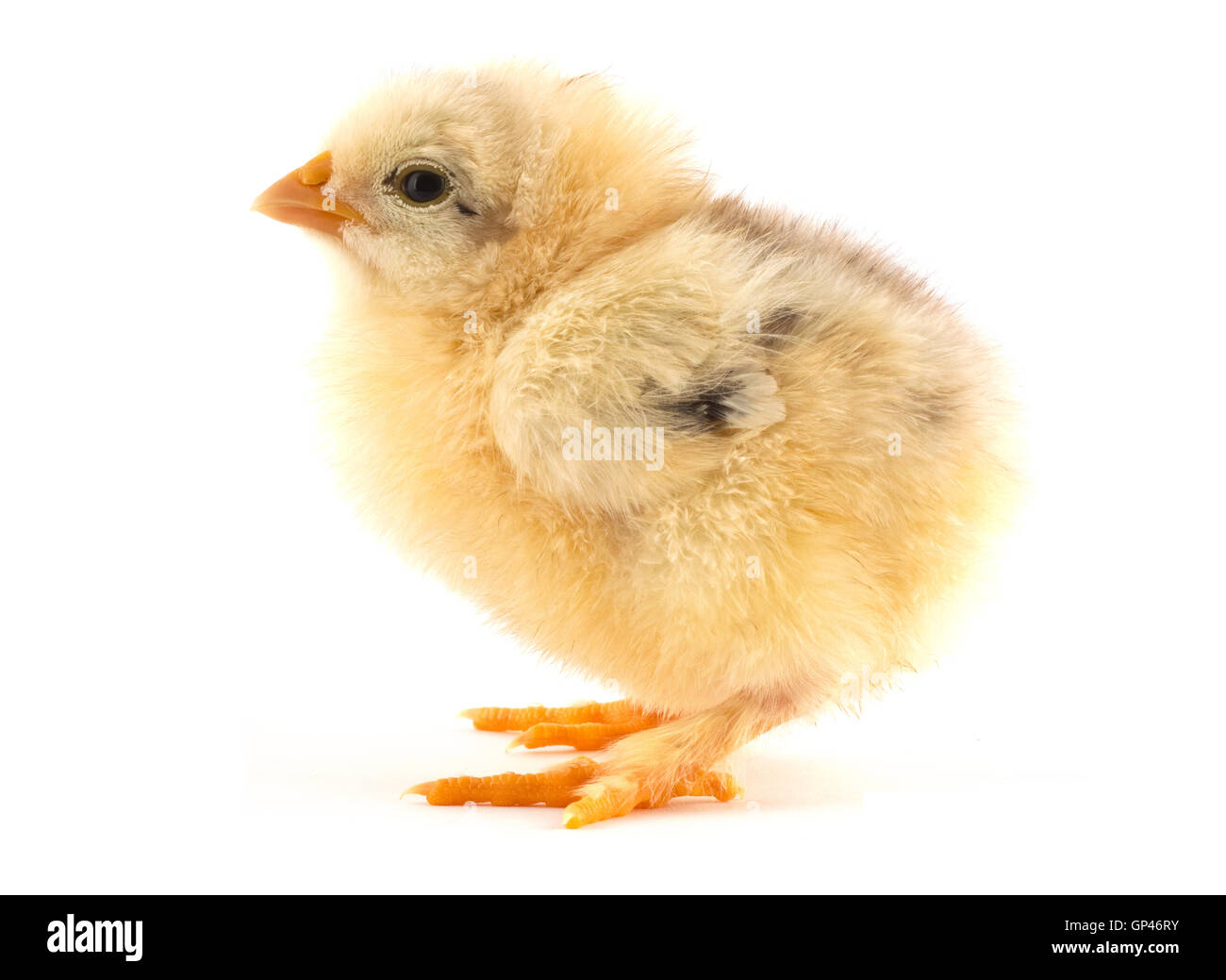 Yellow hair standing Cut Out Stock Images & Pictures - Alamy