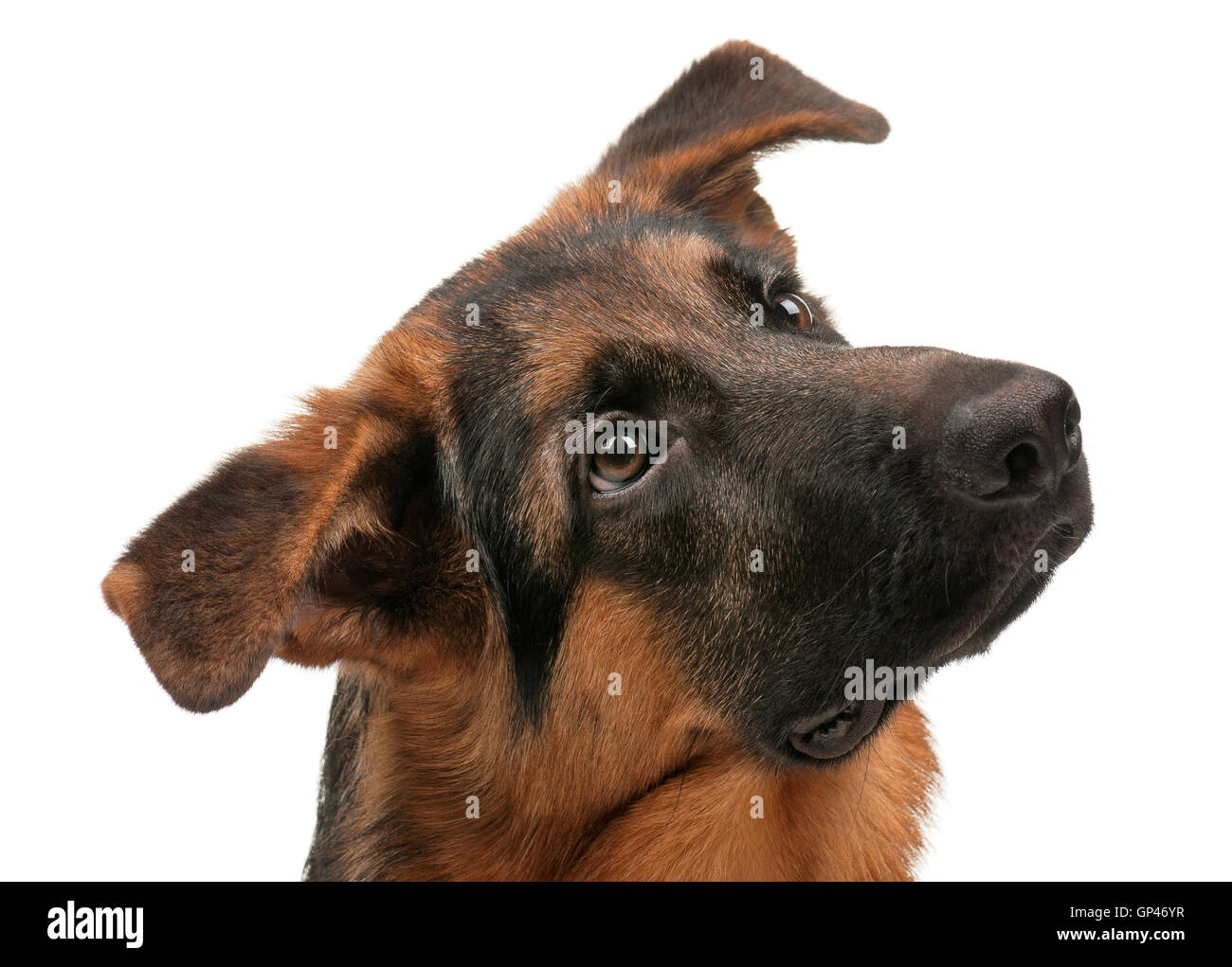 White german shepherd cut out hi-res stock photography and images - Alamy
