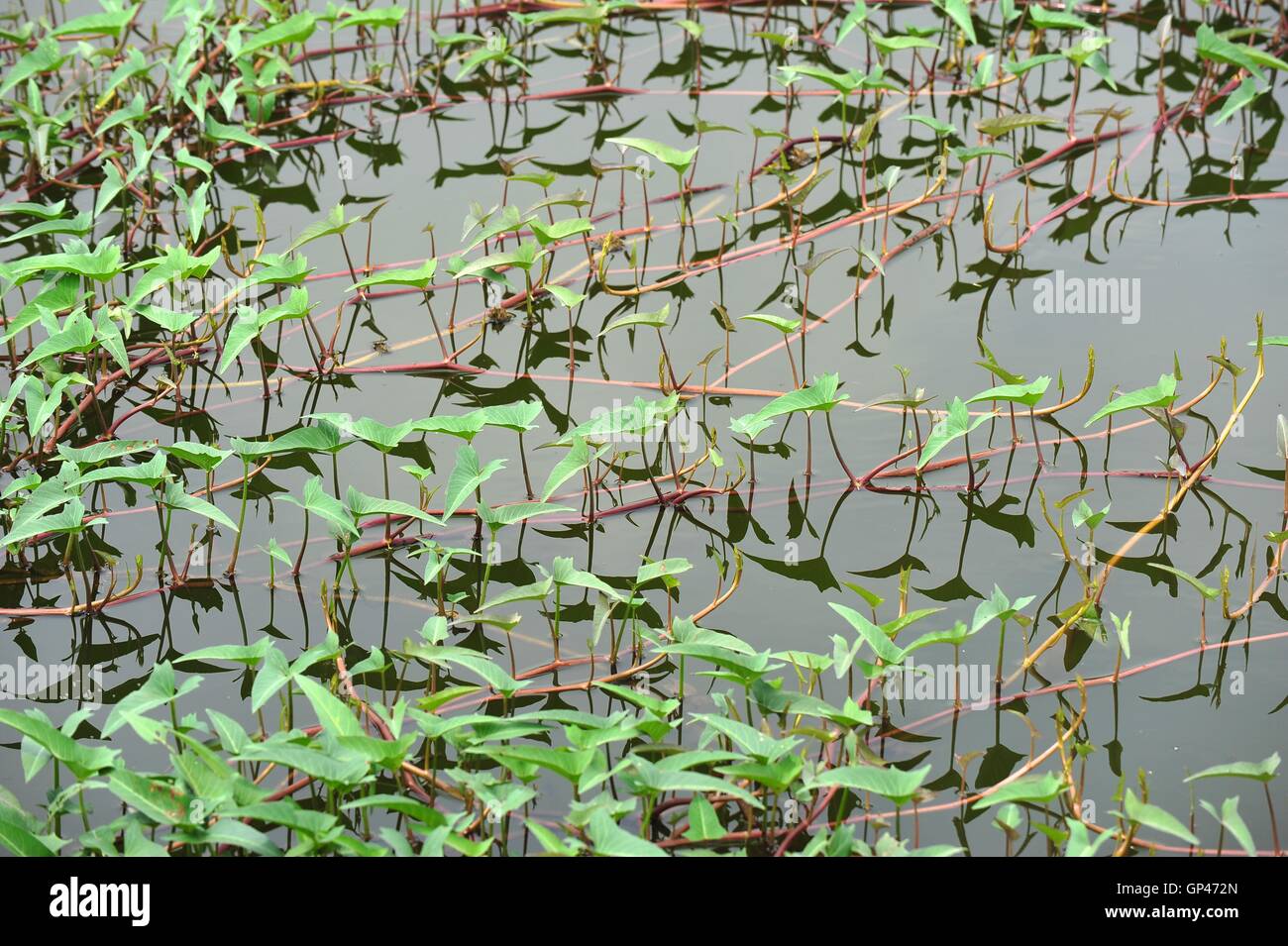 Water Morning Glory Stock Photo - Alamy