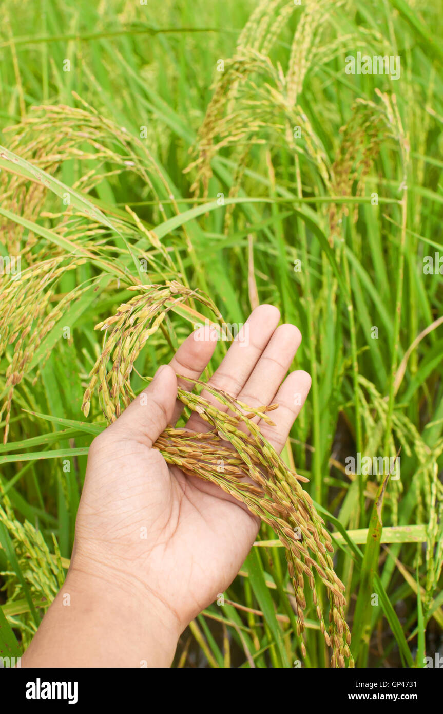 Closeup rice on hand up in paddy Stock Photo - Alamy