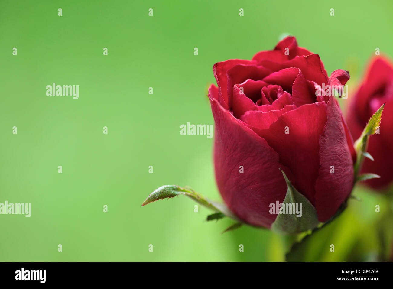 Red rose tea company hi-res stock photography and images - Alamy