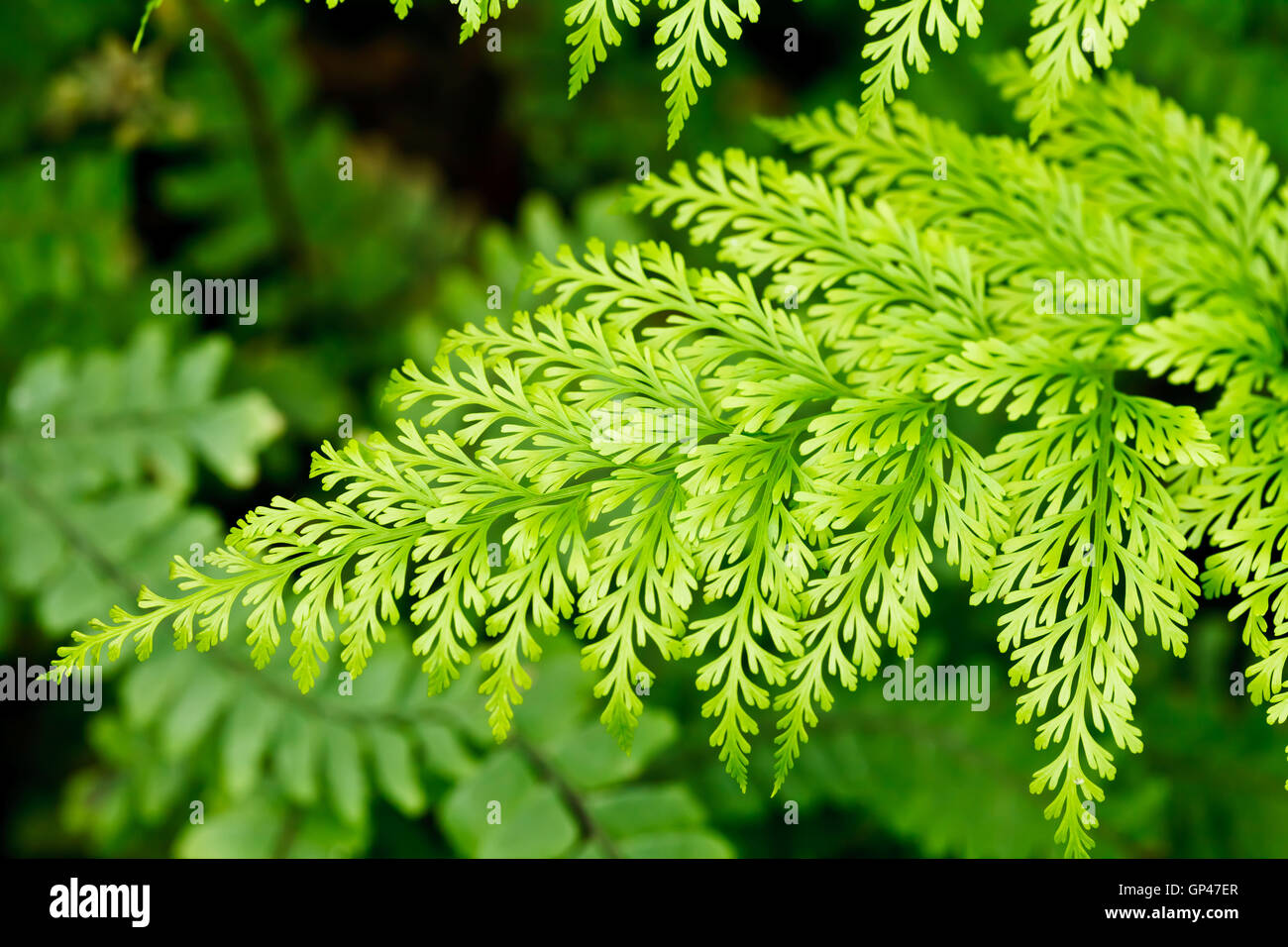 Fern plants cover the ground of the natural forest Stock Photo - Alamy