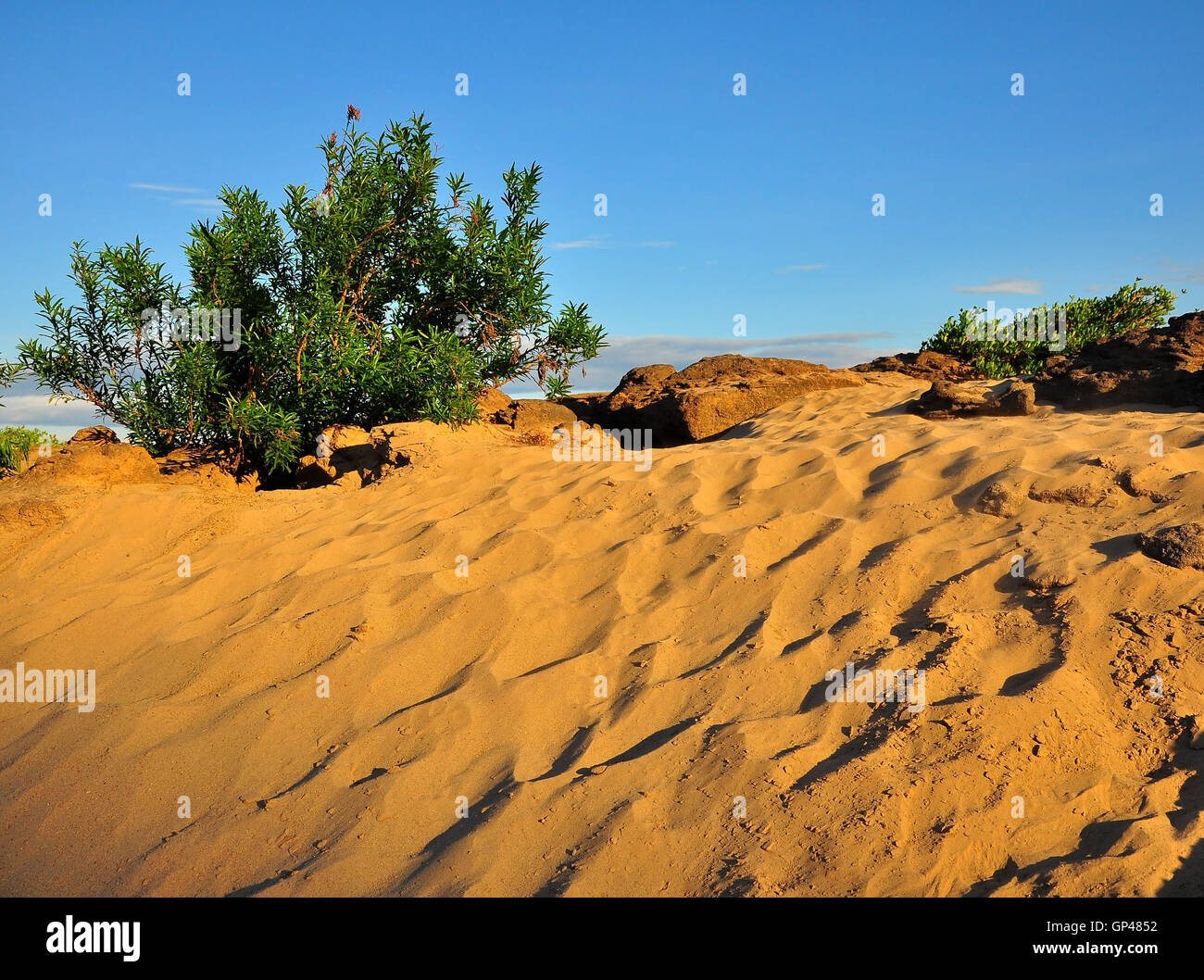 small shrub plants in desert Stock Photo - Alamy