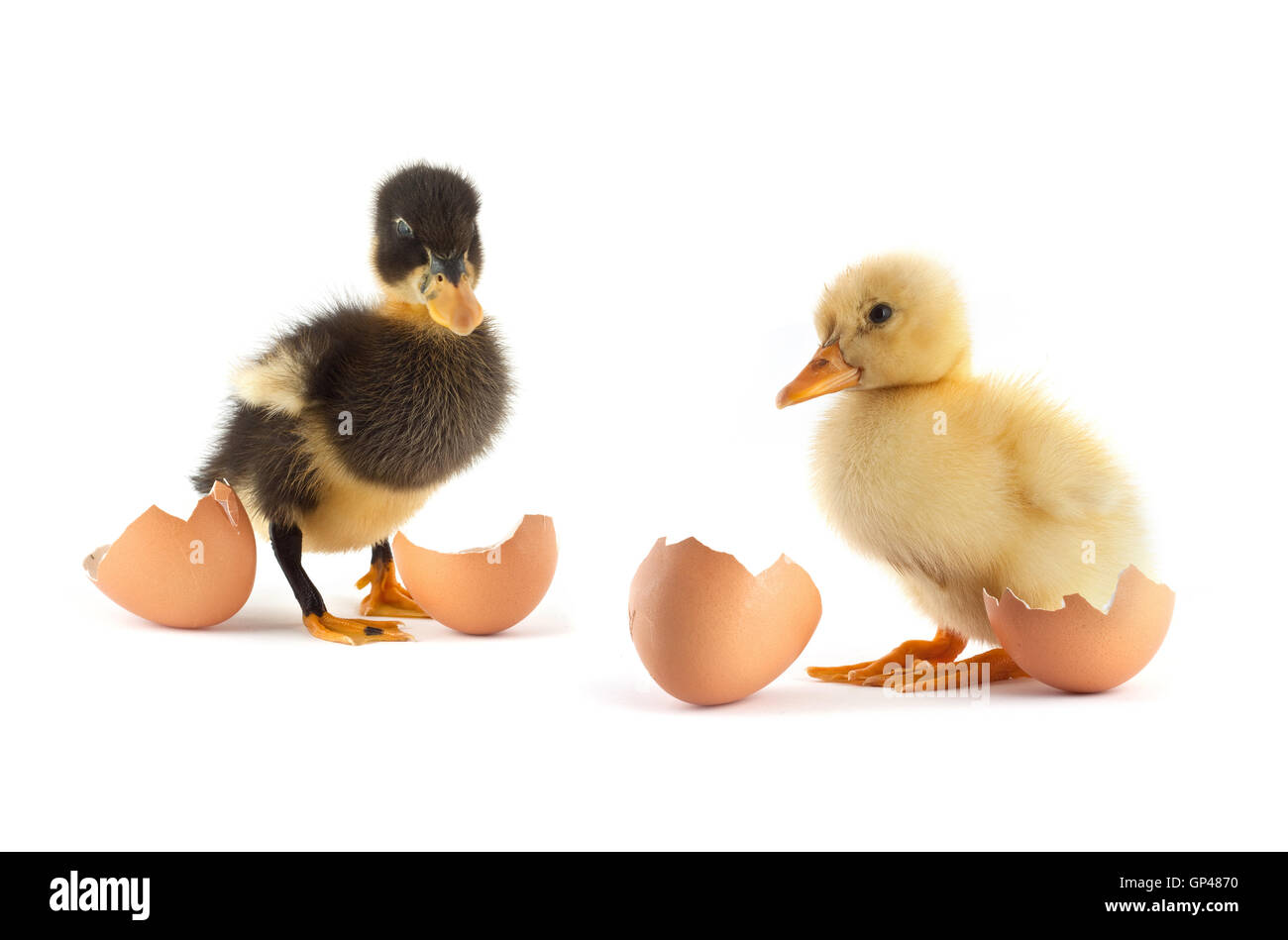 Duckling hatching hi-res stock photography and images - Alamy