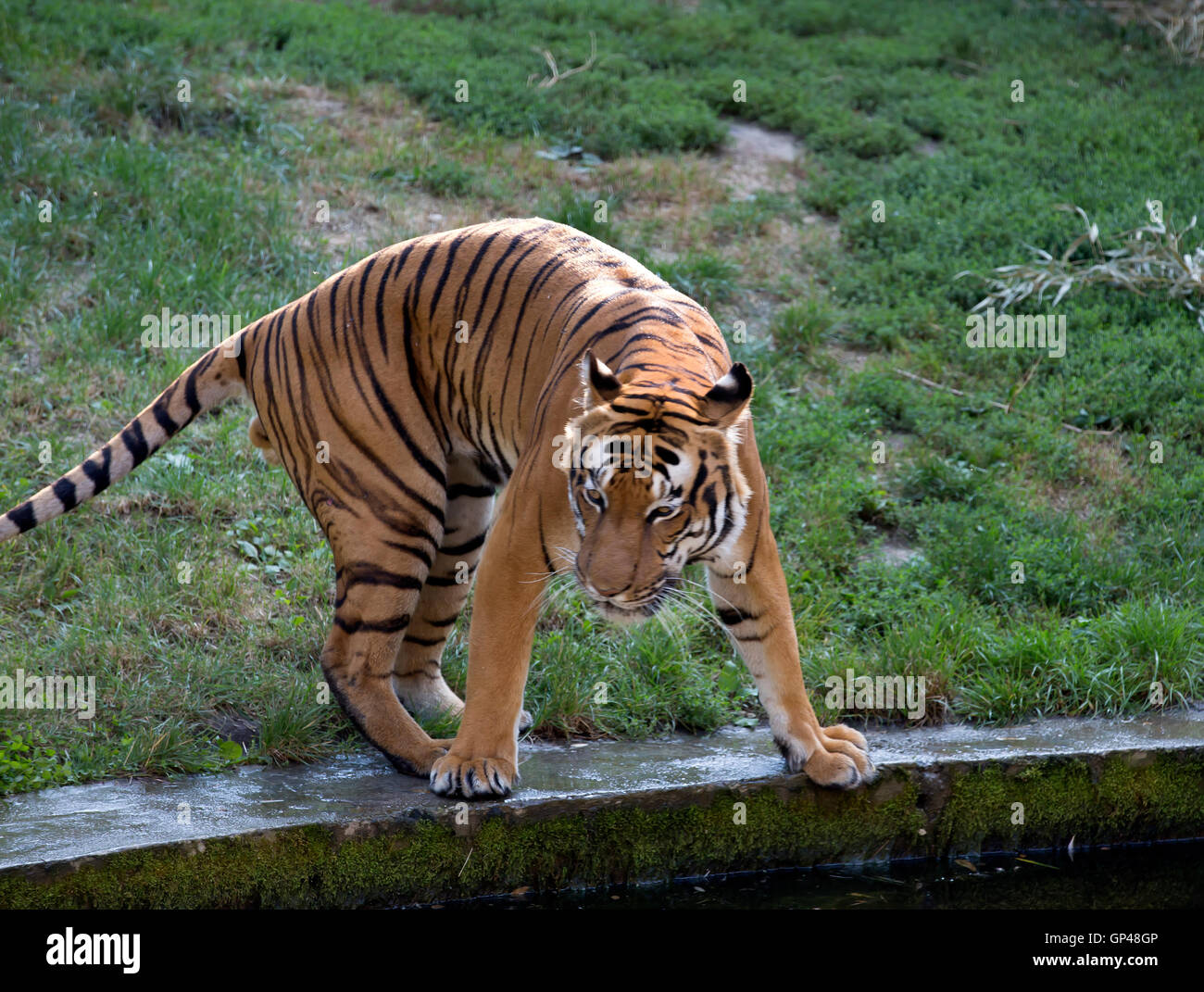 Tigers cool off in the heat of summer in Prague Zoo Stock Photo - Alamy