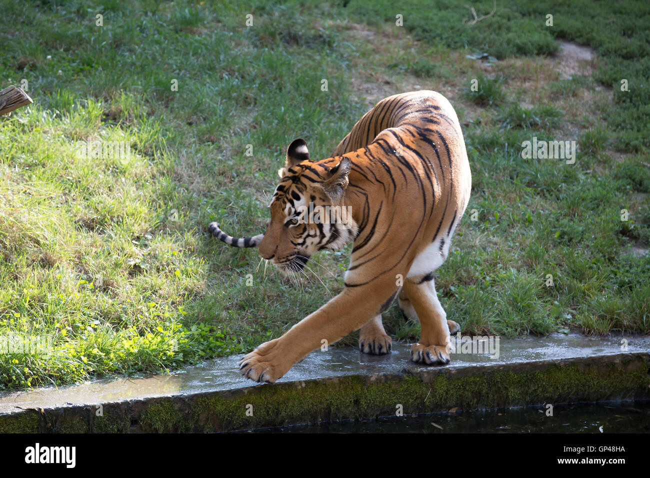 Tigers cool off in the heat of summer in Prague Zoo Stock Photo - Alamy