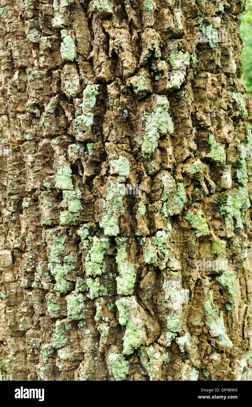 Bark board plank hi-res stock photography and images - Alamy