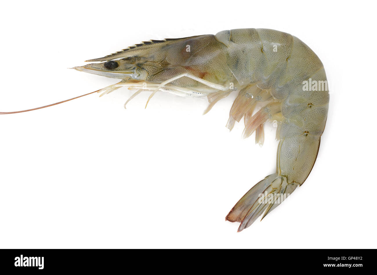 Raw shrimp isolated on hi-res stock photography and images - Alamy