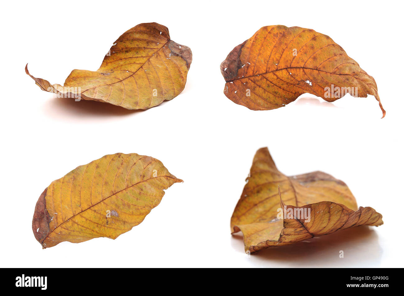 Dried leaf Cut Out Stock Images & Pictures - Alamy
