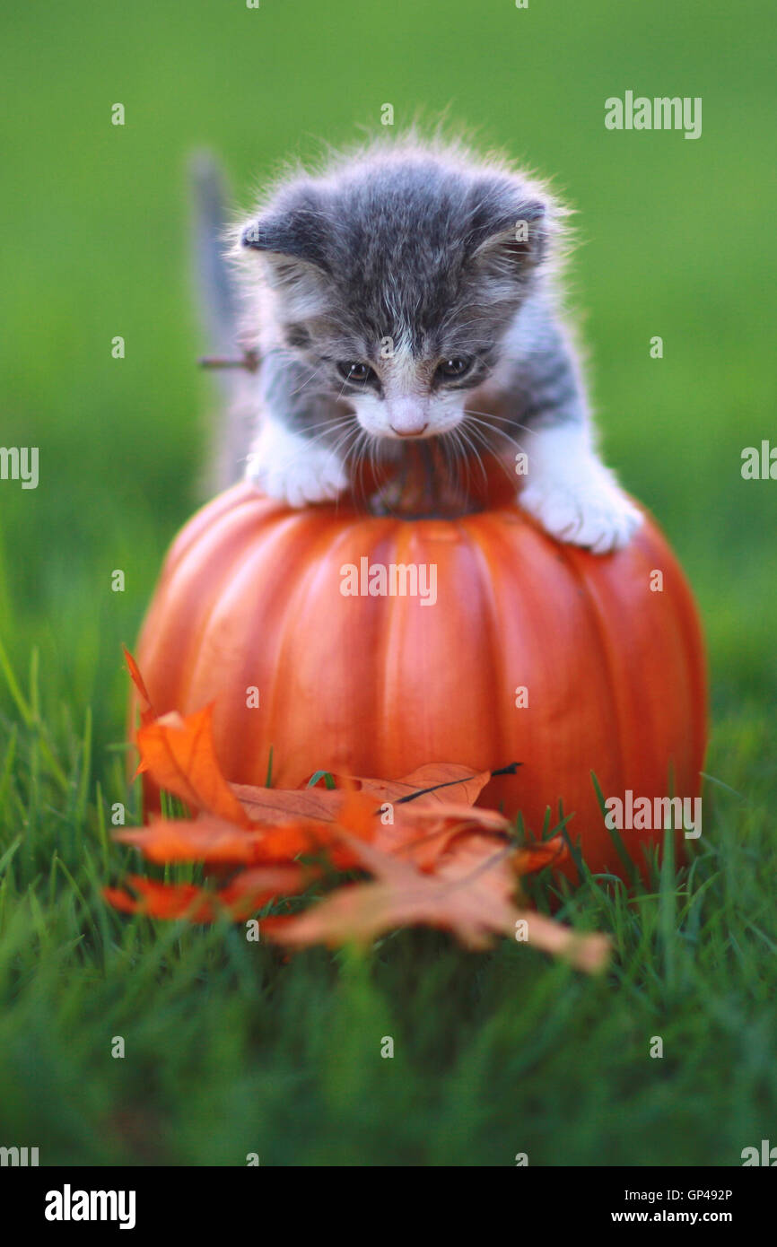 Fall Themed Kitten Image Stock Photo - Alamy