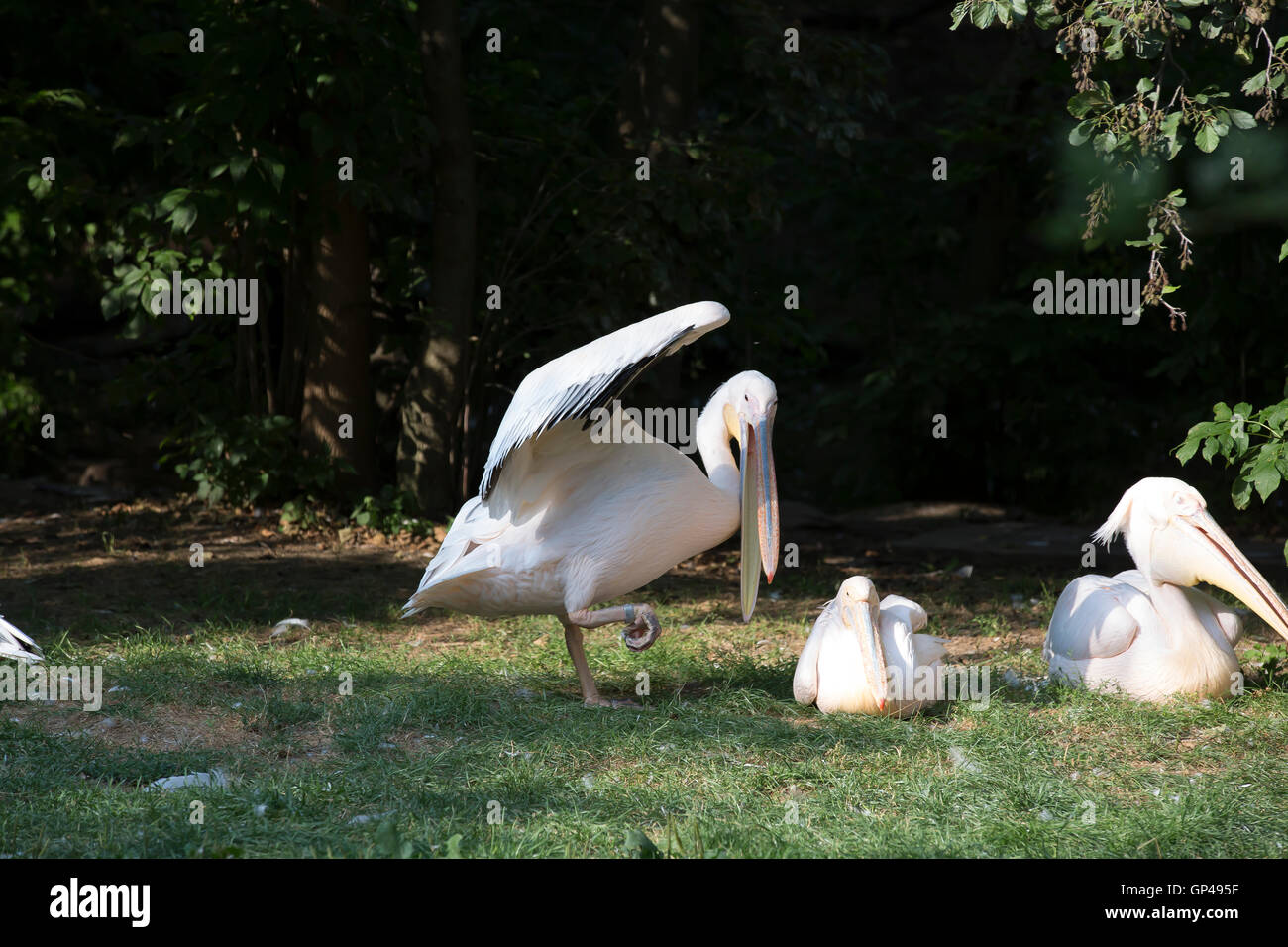 Cat bird in mouth hi-res stock photography and images - Alamy