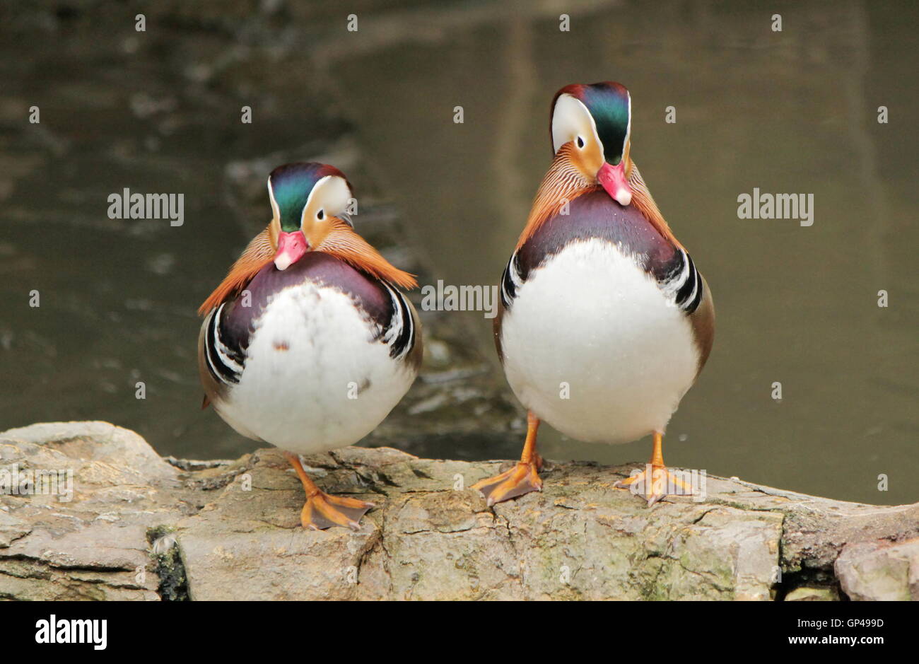 Male madarin duck hi-res stock photography and images - Alamy